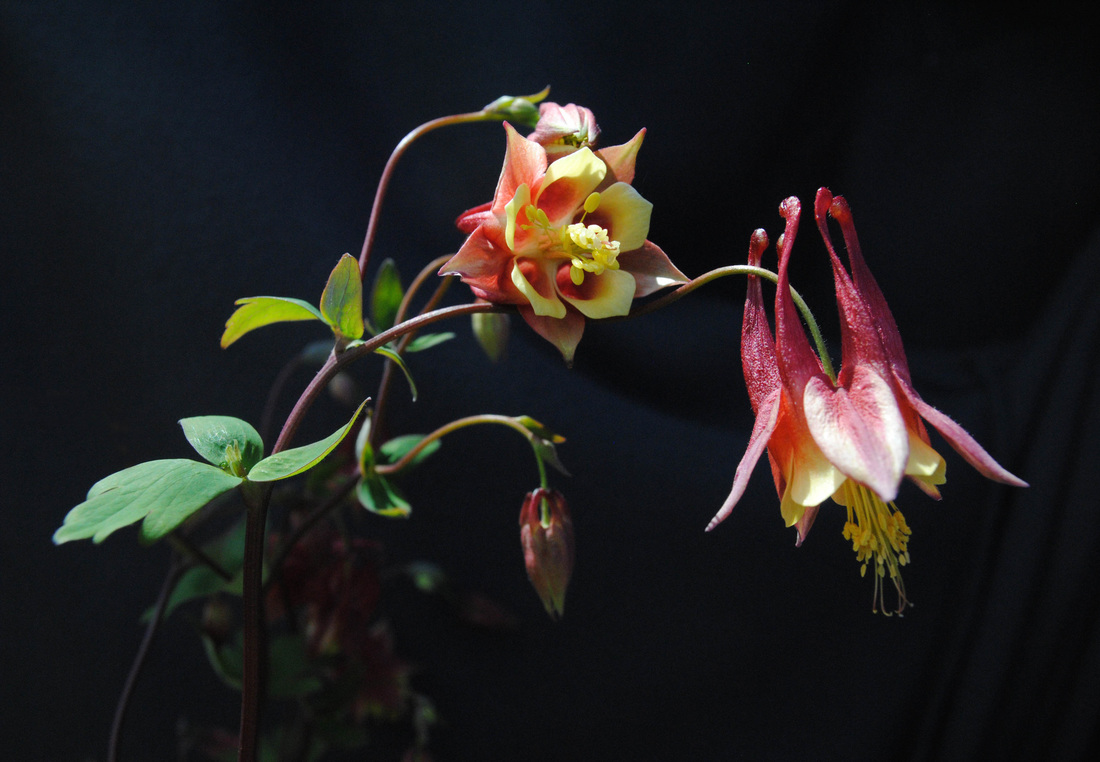 Audubon Little Explorers To Learn About Wildflowers Online | News ...